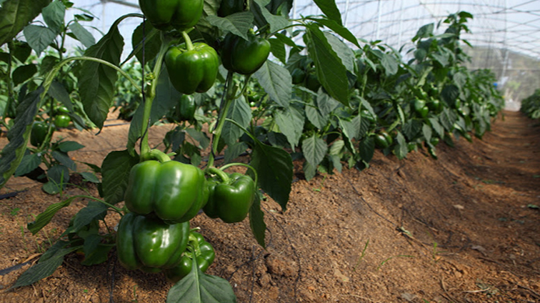 First Harvest from the Agricultural Diversification Project | Blog de ...